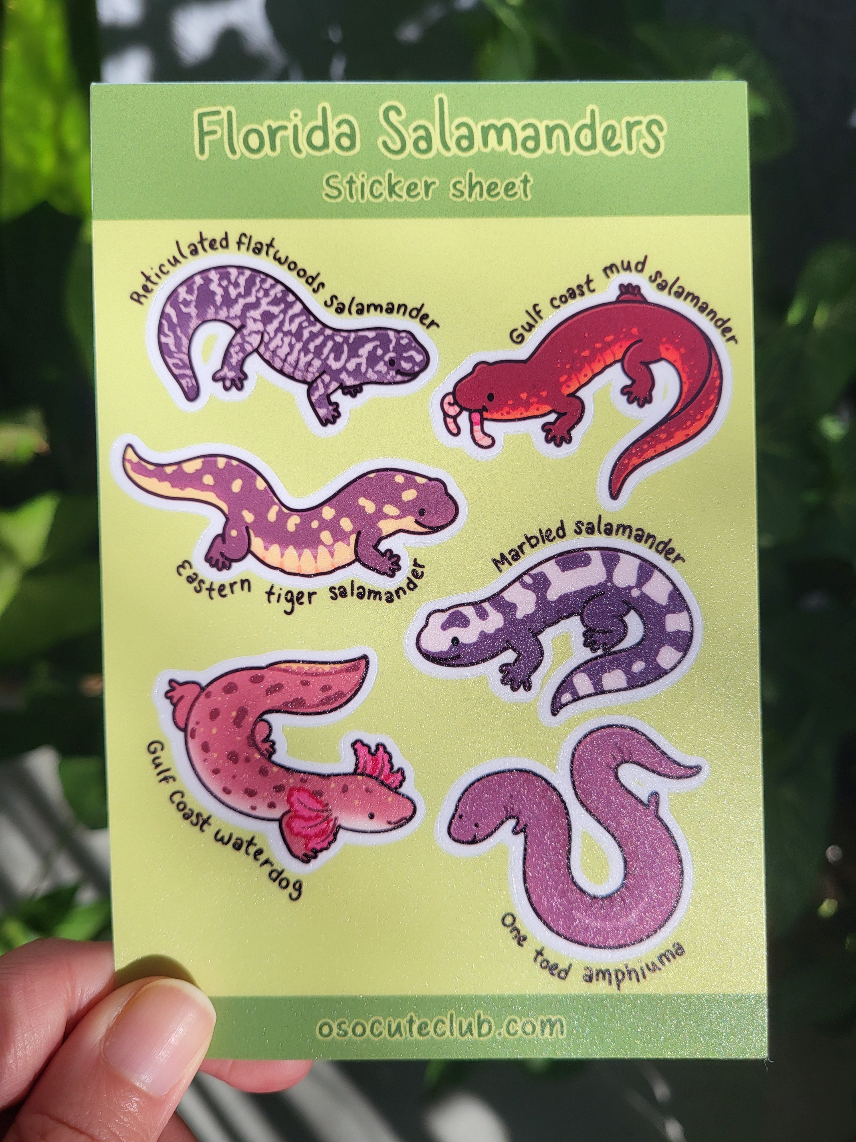 Florida Salamanders Sticker Sheet – OsoCuteClub